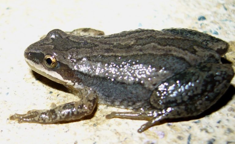 Pseudacris maculata – Boreal Chorus Frog | Vermont Reptile and ...