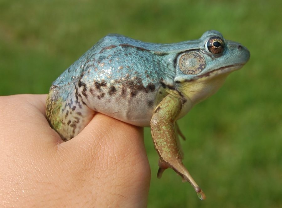 Green Frog - Lithobates clamitans | Vermont Reptile and Amphibian Atlas