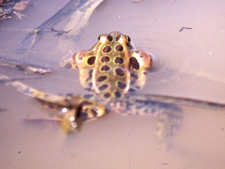Lithobates pipiens – Northern Leopard Frog | Vermont Reptile and ...
