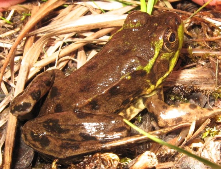 Lithobates septentrionalis – Mink Frog | Vermont Reptile and Amphibian ...