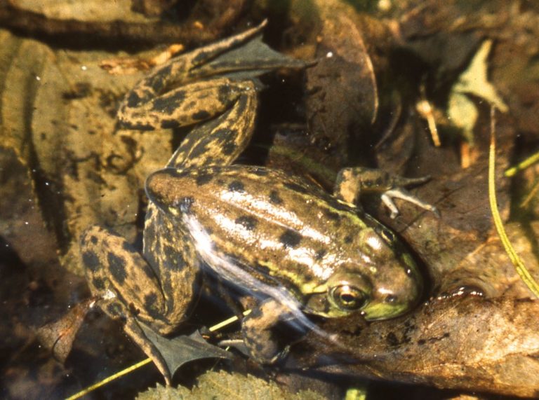 Lithobates septentrionalis – Mink Frog | Vermont Reptile and Amphibian ...