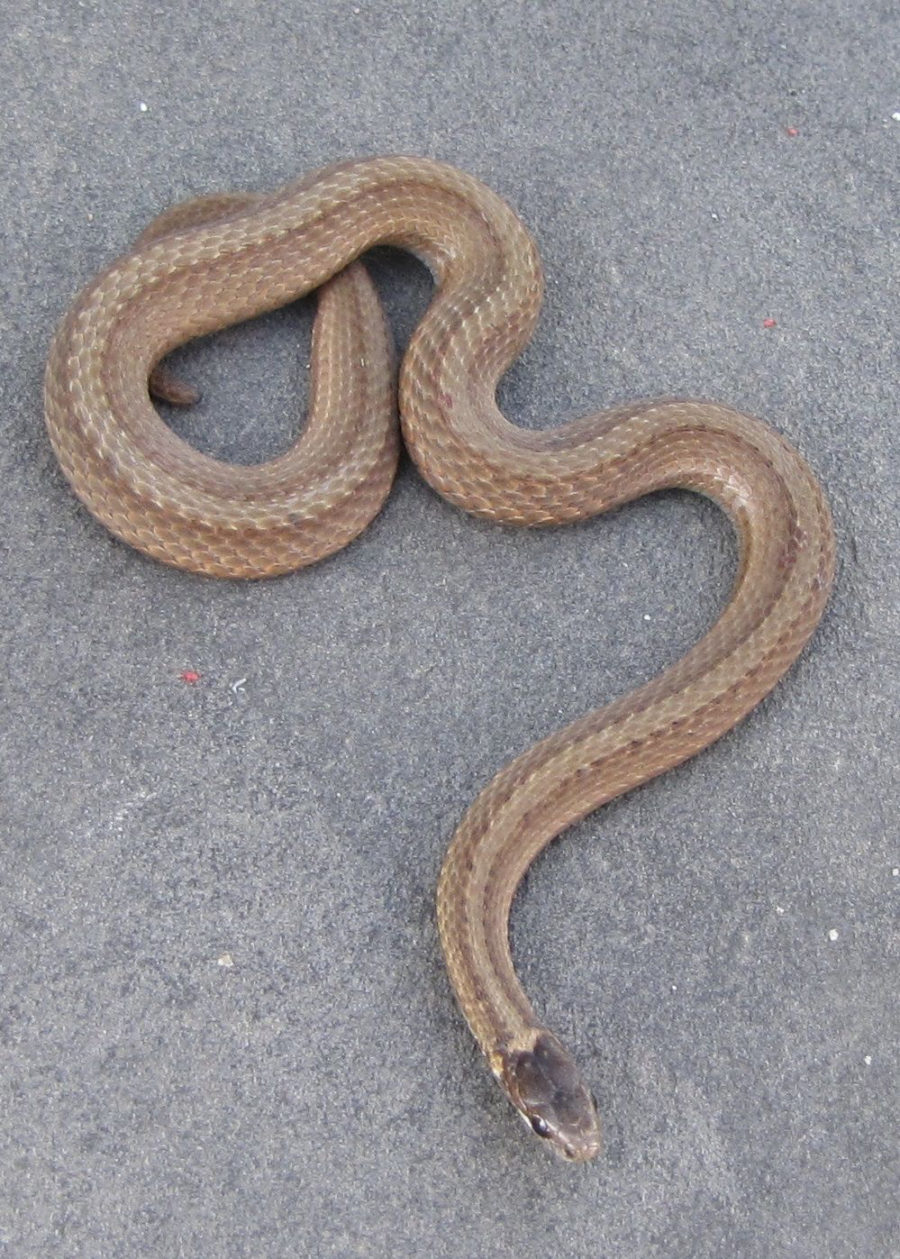 Storeria occipitomaculata – Red-bellied Snake | Vermont Reptile and ...
