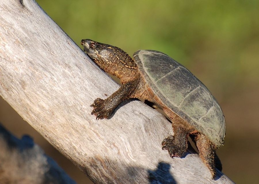 Sternotherus odoratus – Eastern Musk Turtle | Vermont Reptile and ...