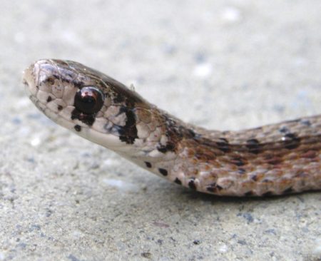 Storeria dekayi – DeKay’s Brownsnake | Vermont Reptile and Amphibian Atlas