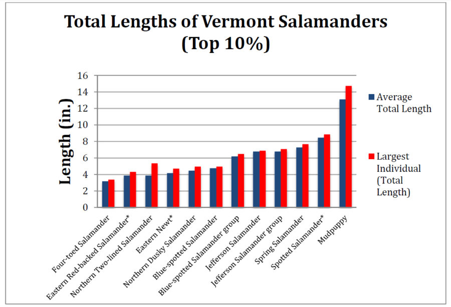 Salamander-lengths | Vermont Reptile and Amphibian Atlas