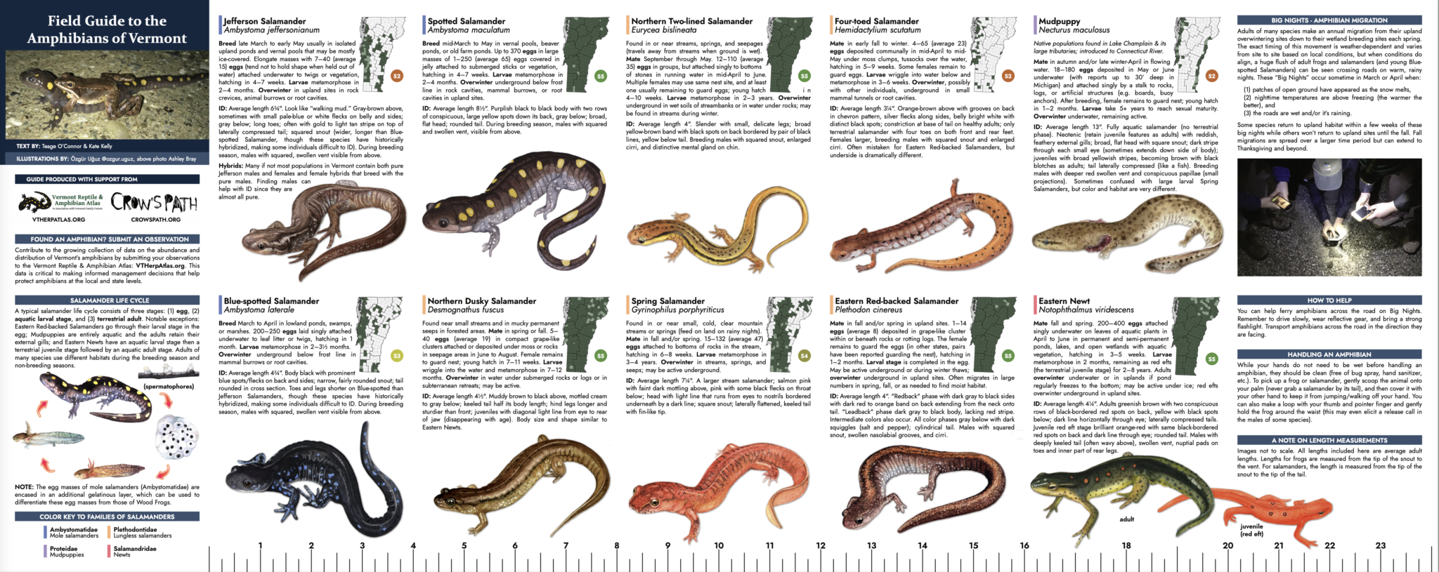 Amphibian Field Guide | Vermont Reptile and Amphibian Atlas