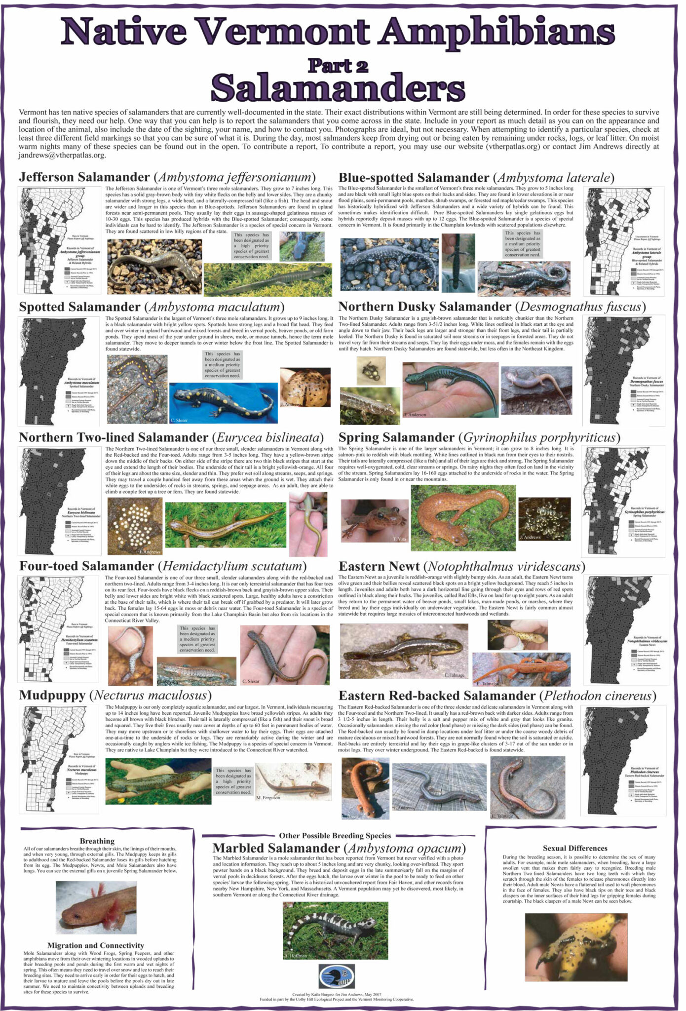 Native Vermont Reptiles Poster: Salamanders | Vermont Reptile and ...