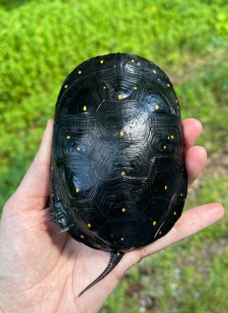 SpottedTurtlecarapaceKathryn | Vermont Reptile and Amphibian Atlas