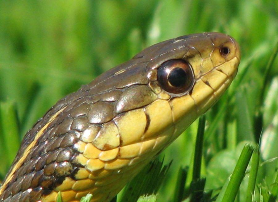 Thamnophis sirtalis – Common Gartersnake | Vermont Reptile and ...