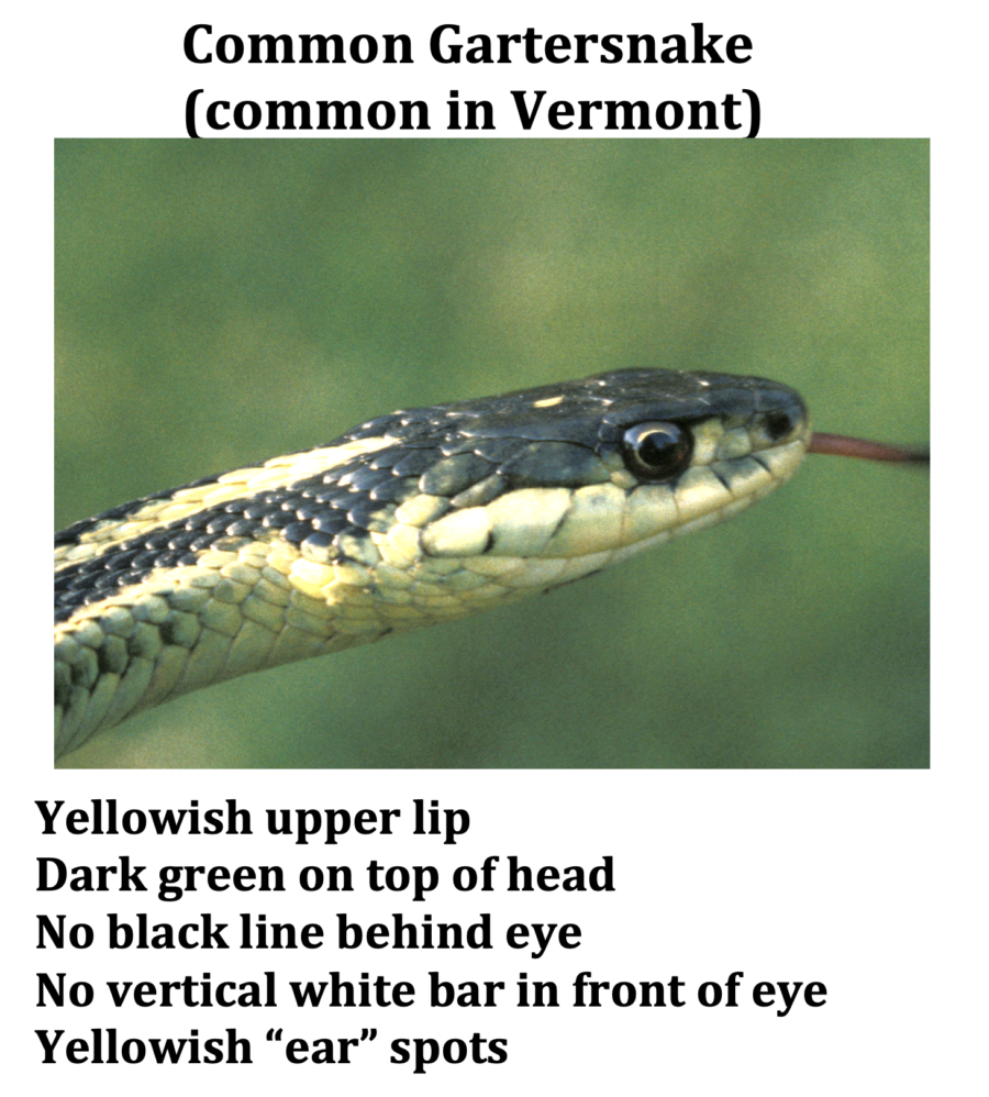 Thamnophis sirtalis – Common Gartersnake | Vermont Reptile and ...