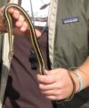 Thamnophis sirtalis – Common Gartersnake | Vermont Reptile and ...