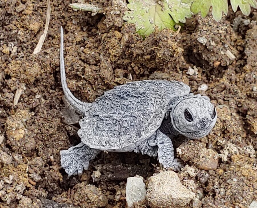 baby snapping turtle | Vermont Reptile and Amphibian Atlas