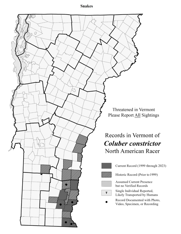 Coluber constrictor – North American Racer | Vermont Reptile and ...