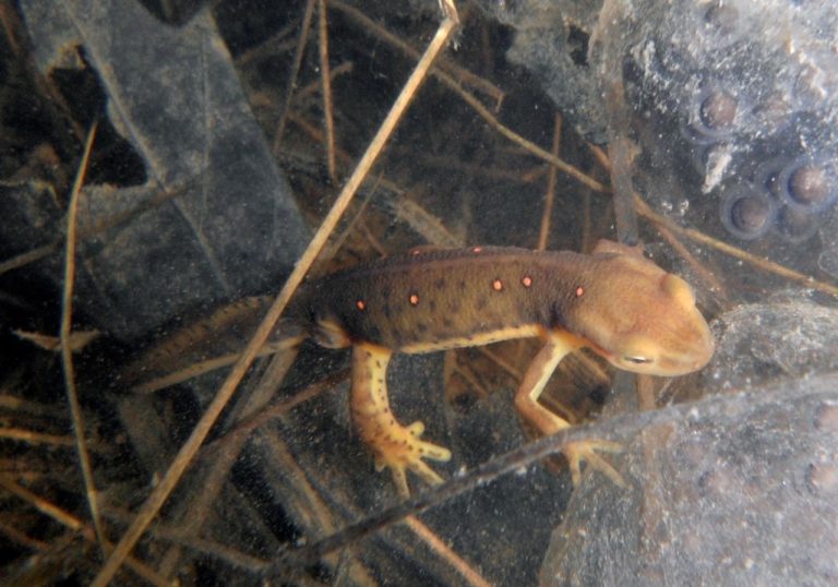 newt eating jeff eggs kvbriggs (2) | Vermont Reptile and Amphibian Atlas