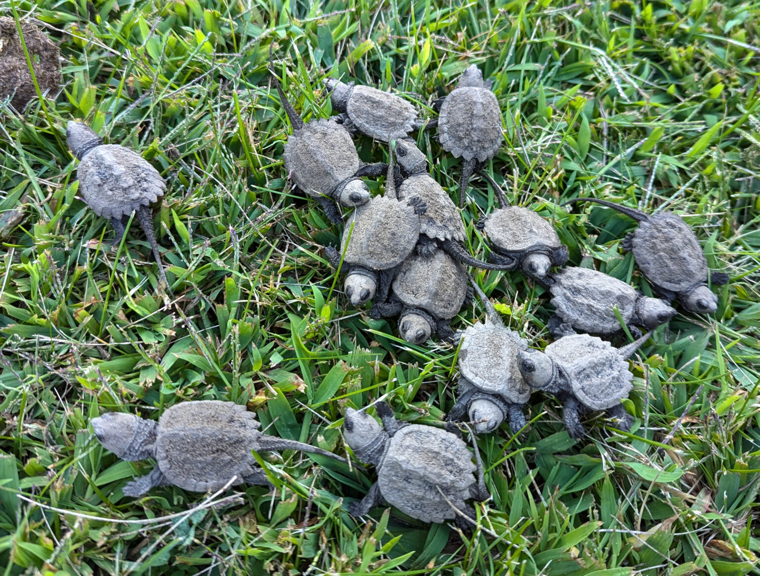 Herp Update: Snapping Turtles emerging, Unusual Colorations, Snakes ...
